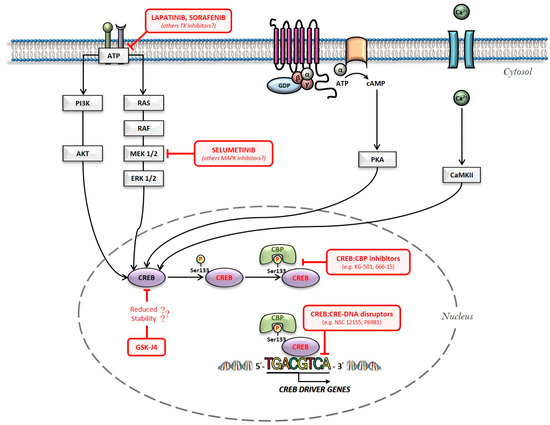Targeting CREB in Cancer Therapy: A Key Candidate or One of Many? An Update