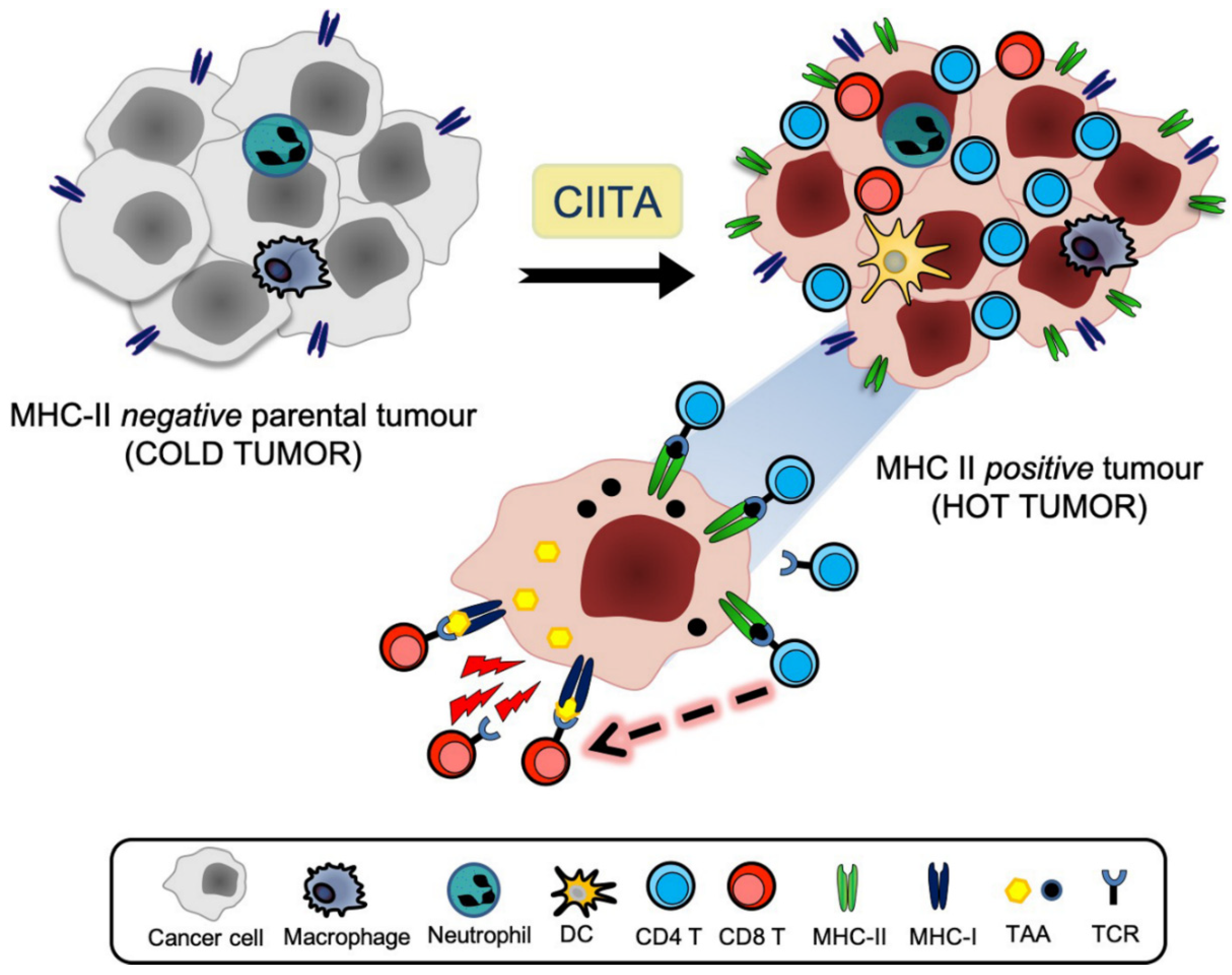 Cancers Free Full Text Unveiling The Hidden Treasury Ciita Driven