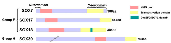Role of SOX Protein Groups F and H in Lung Cancer Progression