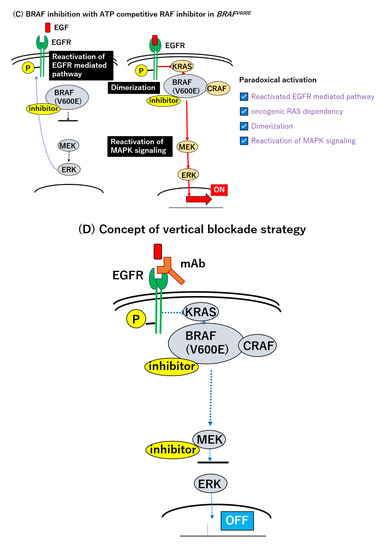 BRAF Mutation in Colorectal Cancers: From Prognostic Marker to ...