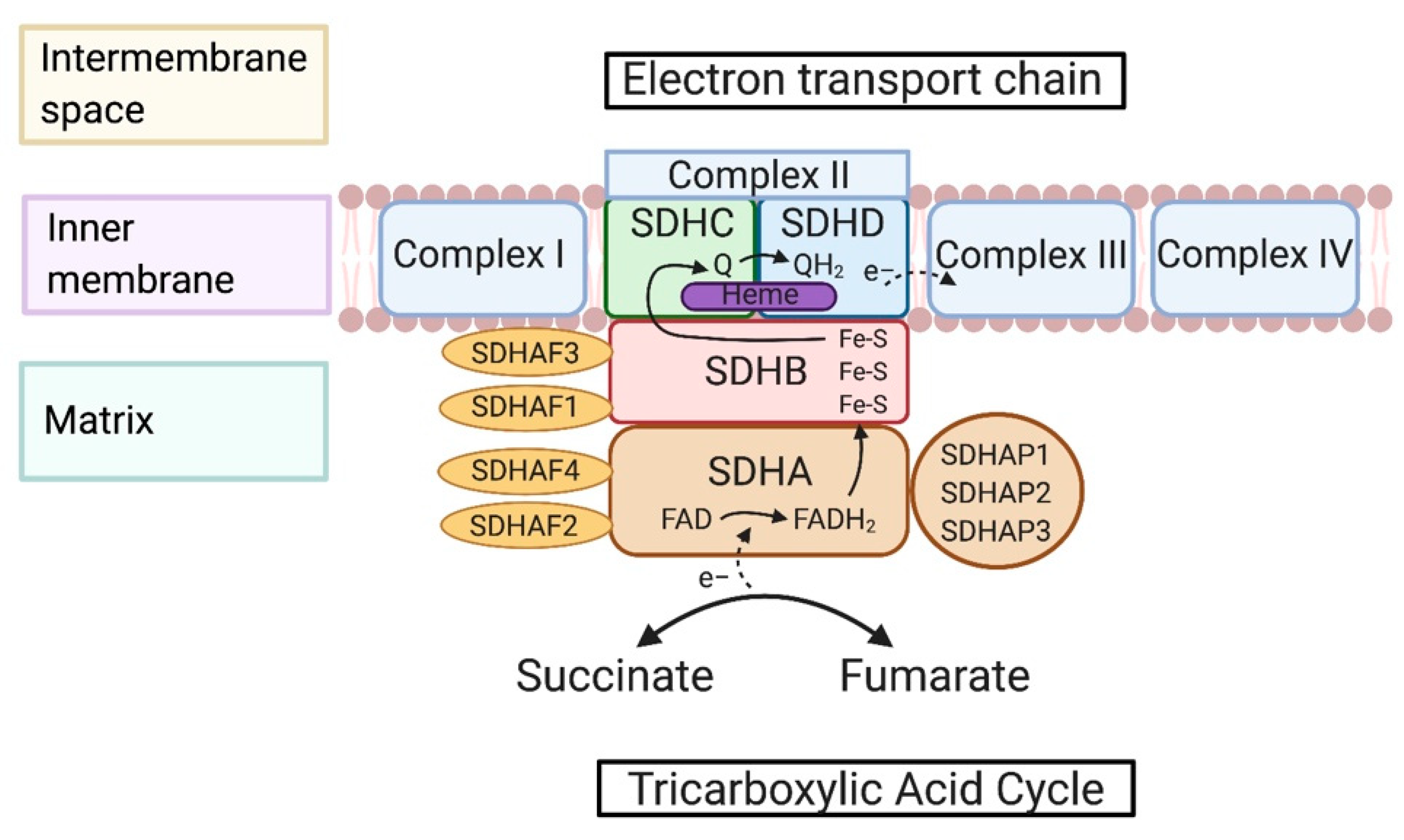 Succinate Dehydrogenase and Ribonucleic Acid Networks in Cancer and ...