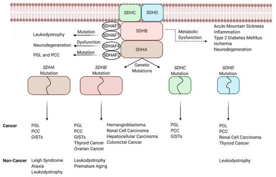 Succinate Dehydrogenase and Ribonucleic Acid Networks in Cancer and ...