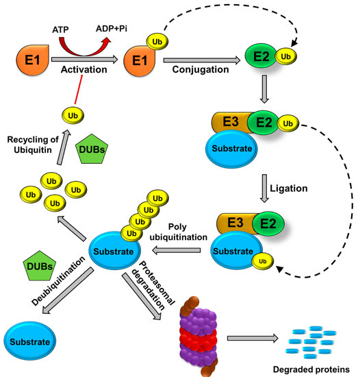 Deubiquitinating Enzyme-Mediated Signaling Networks in Cancer Stem Cells