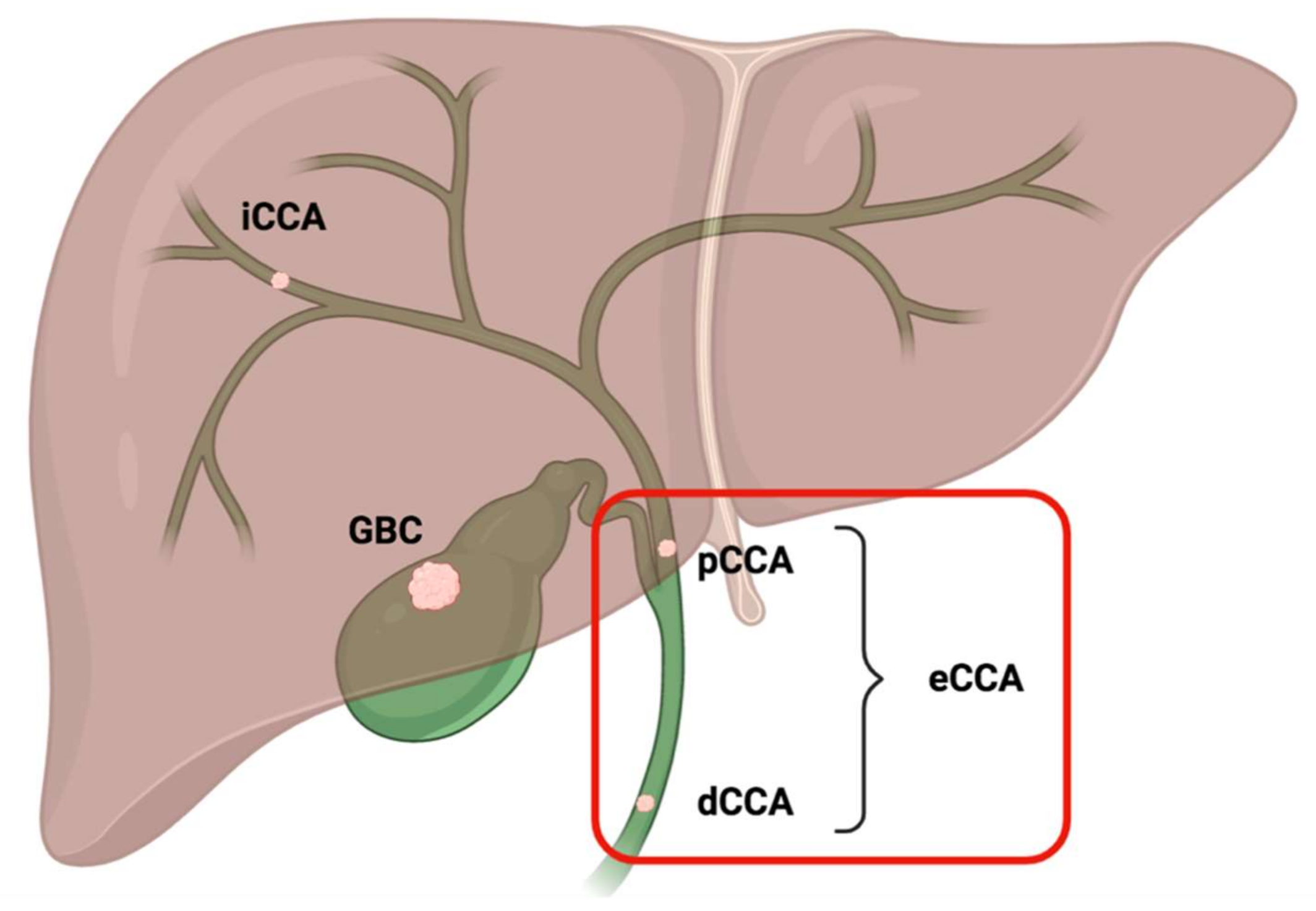 Cancers | Free Full-Text | Molecular Features and Targeted Therapies in Extrahepatic ...