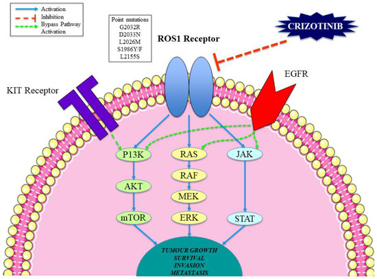 Cancers | Free Full-Text | Focus on ROS1-Positive Non-Small Cell Lung Cancer (NSCLC): Crizotinib ...