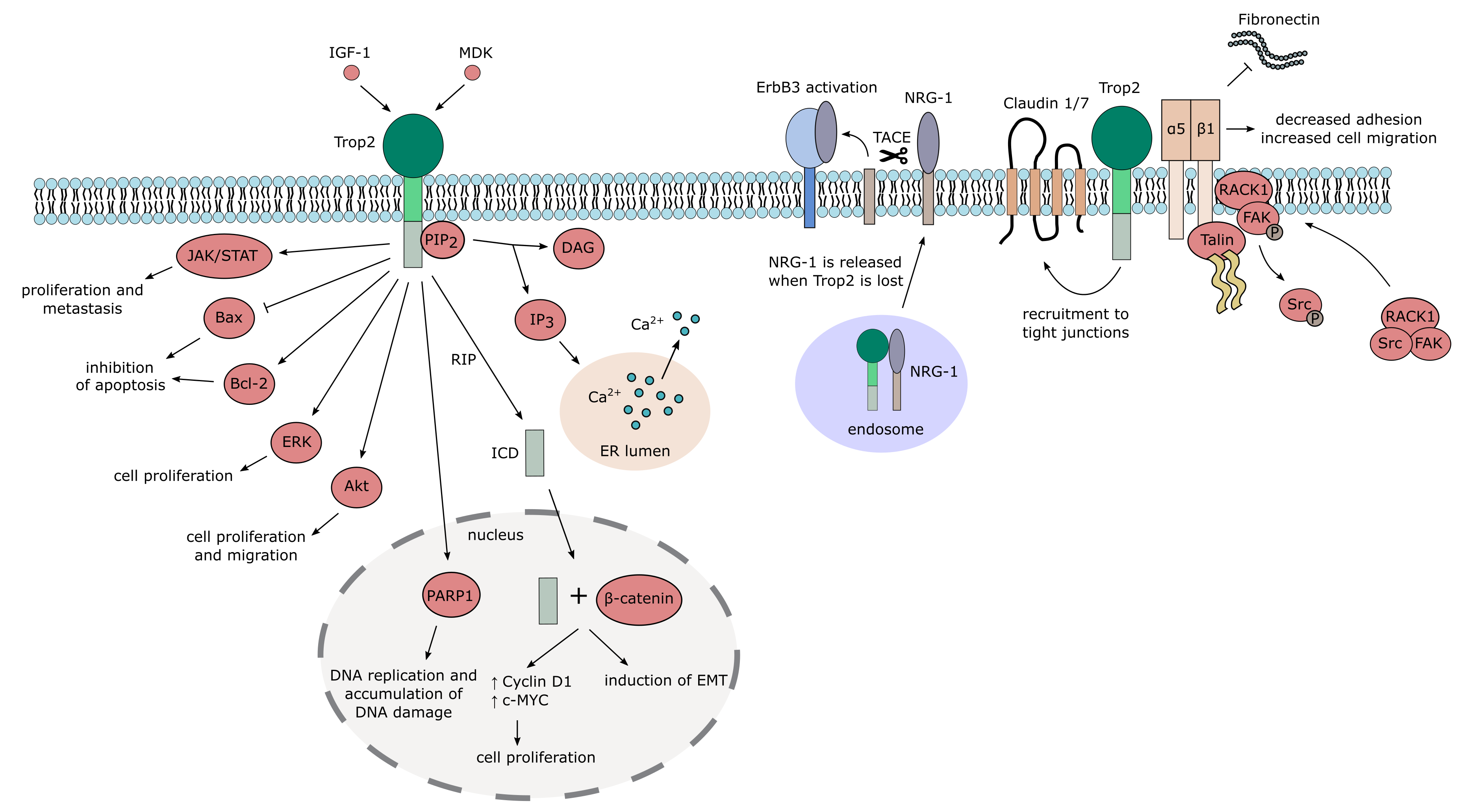 Cancers | Free Full-Text | Trop2: Jack of All Trades, Master of None