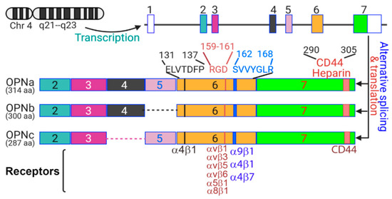 Osteopontin: A Key Regulator of Tumor Progression and Immunomodulation