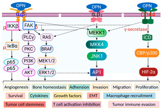 Osteopontin: A Key Regulator of Tumor Progression and Immunomodulation