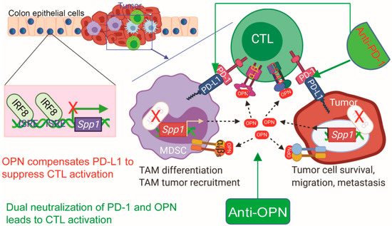 Osteopontin: A Key Regulator of Tumor Progression and Immunomodulation