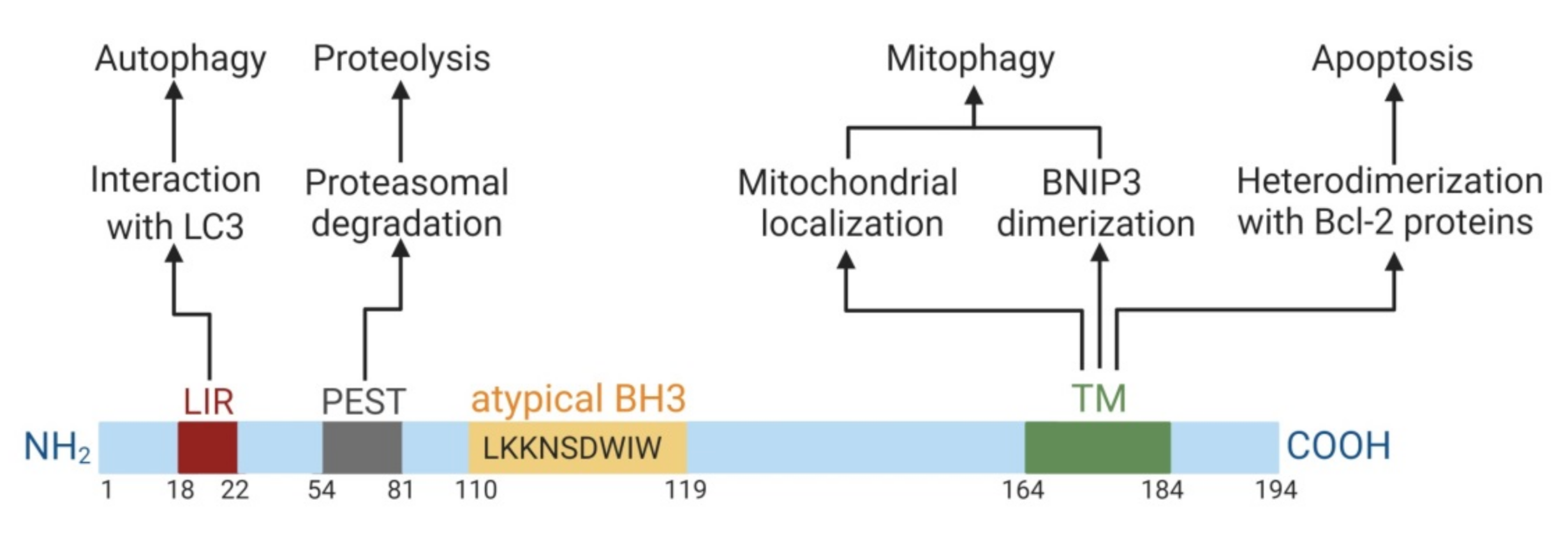BNIP3 in Lung Cancer: To Kill or Rescue?