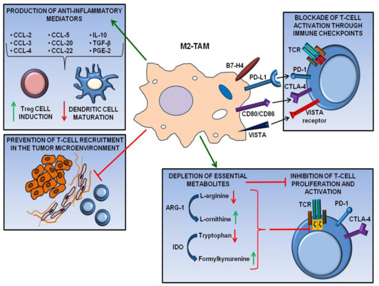 Targeting Tumor-Associated Macrophages to Increase the Efficacy of ...