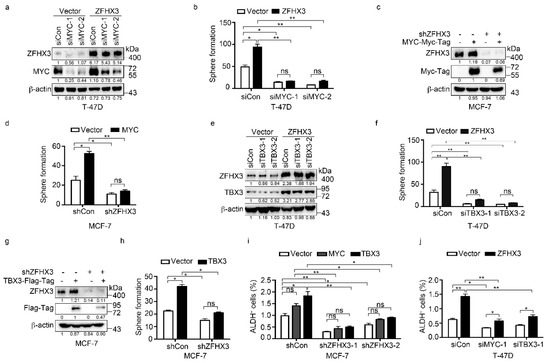 ZFHX3 Promotes the Proliferation and Tumor Growth of ER-Positive Breast ...