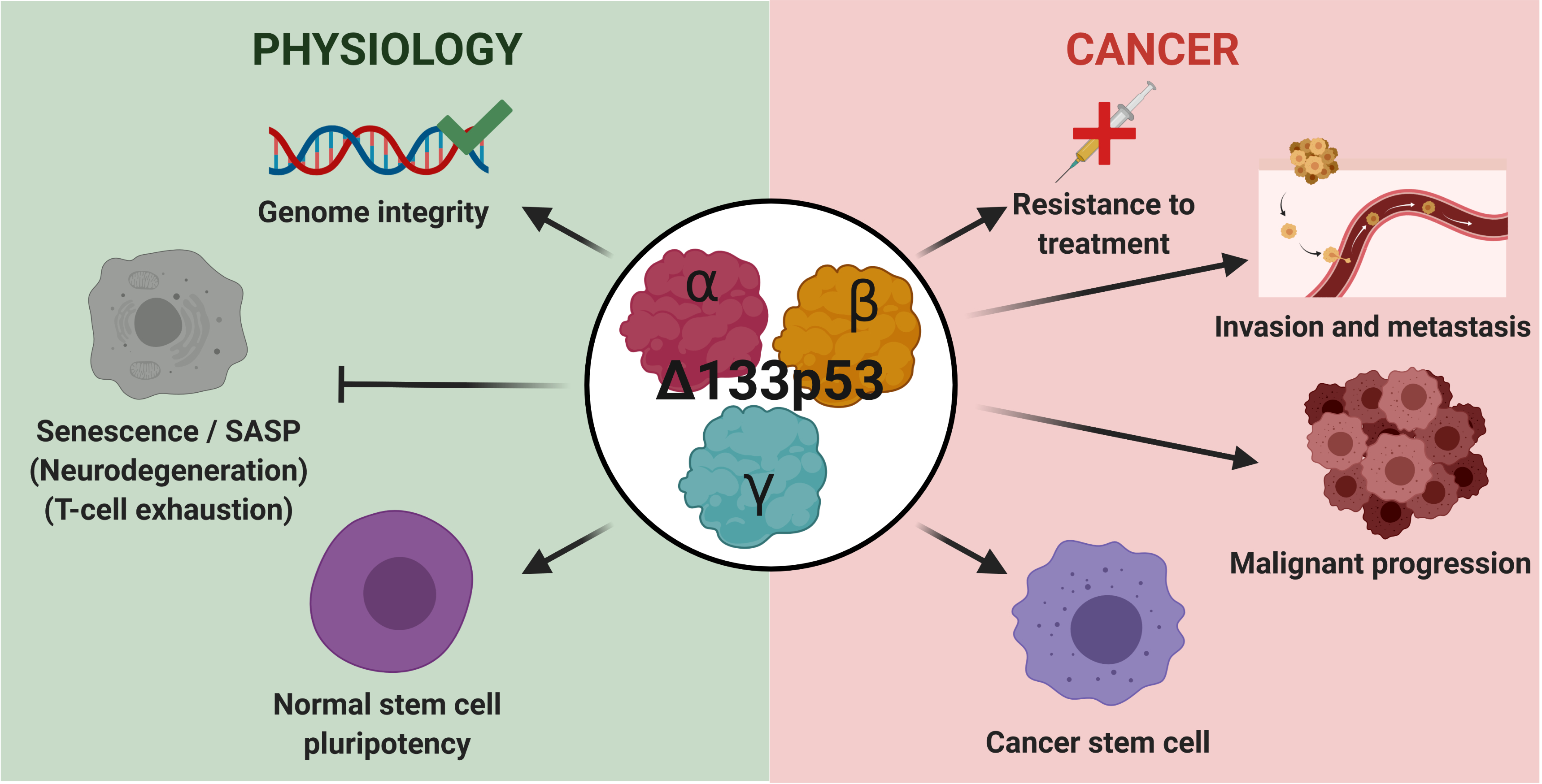 Cancers | Free Full-Text | The Δ133p53 Isoforms, Tuners of the p53 Pathway