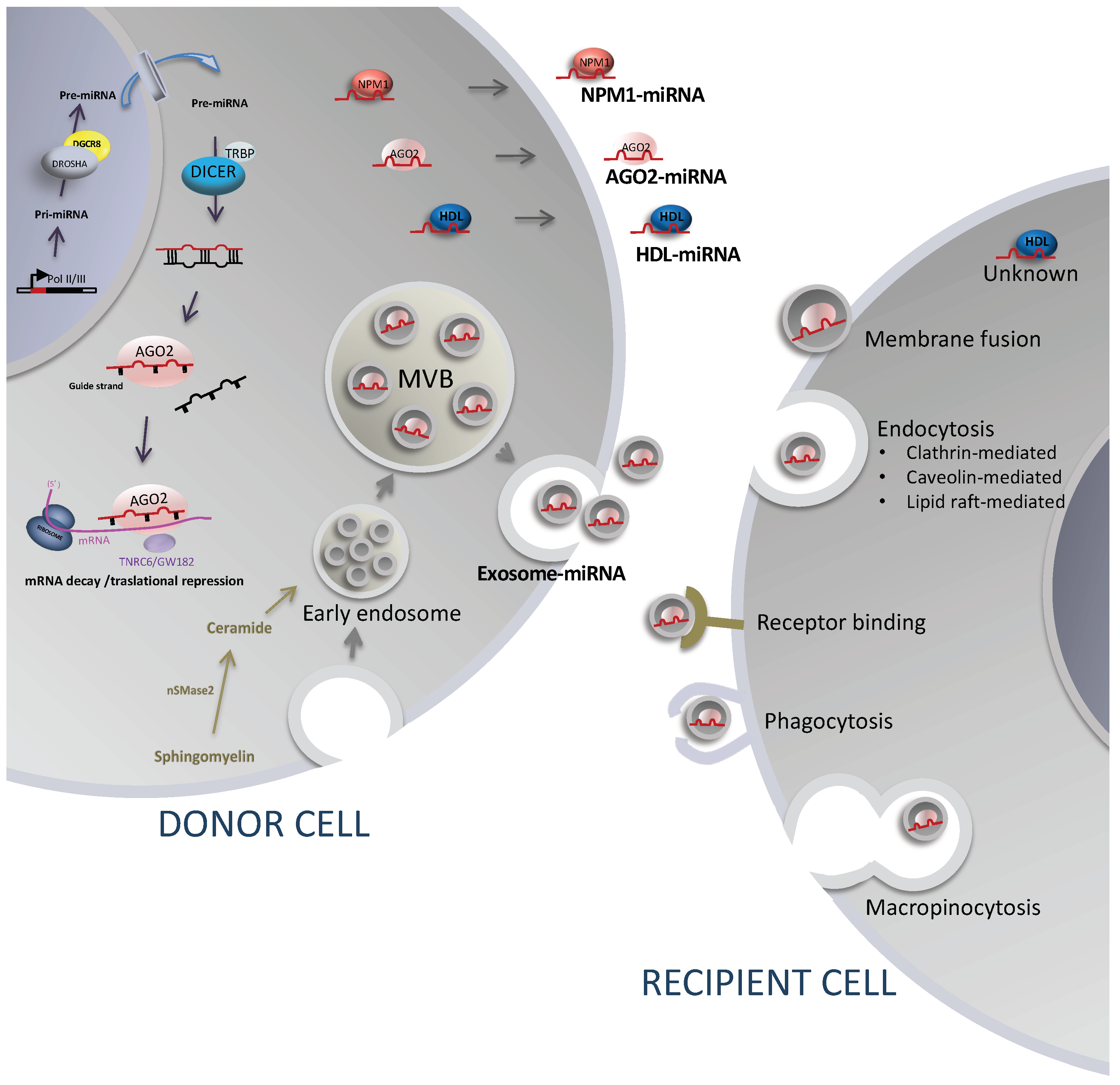 Extracellular MicroRNAs as Intercellular Mediators and Noninvasive ...