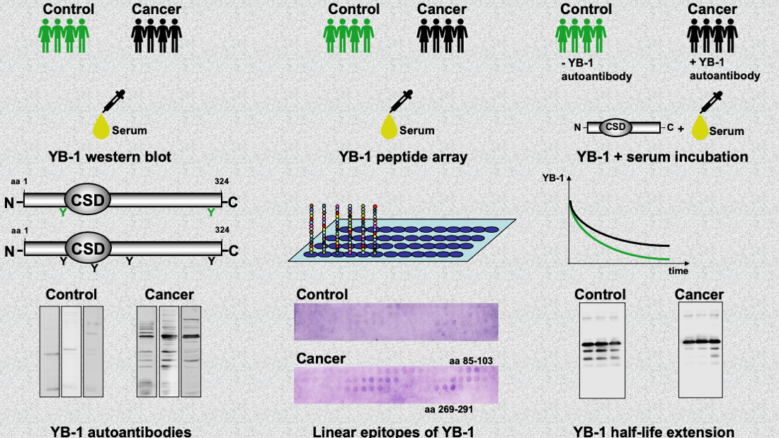 Cancers | Free Full-Text | Autoantibody Formation and Mapping of ...
