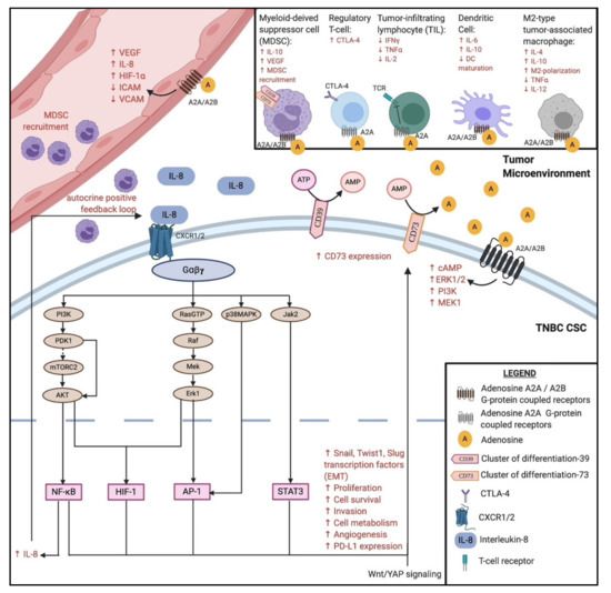 Current Progresses and Challenges of Immunotherapy in Triple-Negative ...