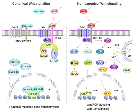 Targeting Wnt Signaling for Gastrointestinal Cancer Therapy: Present ...