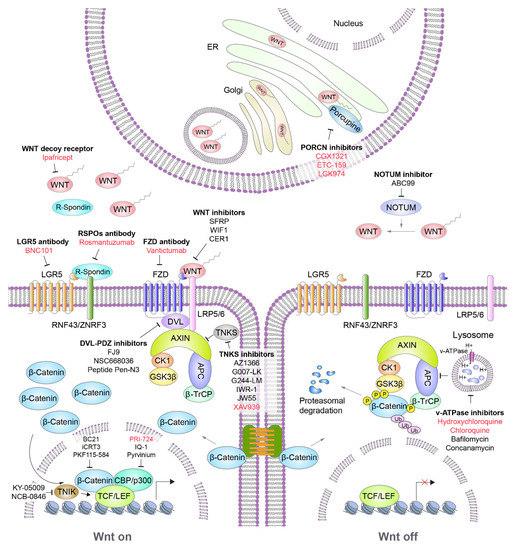 Targeting Wnt Signaling for Gastrointestinal Cancer Therapy: Present ...