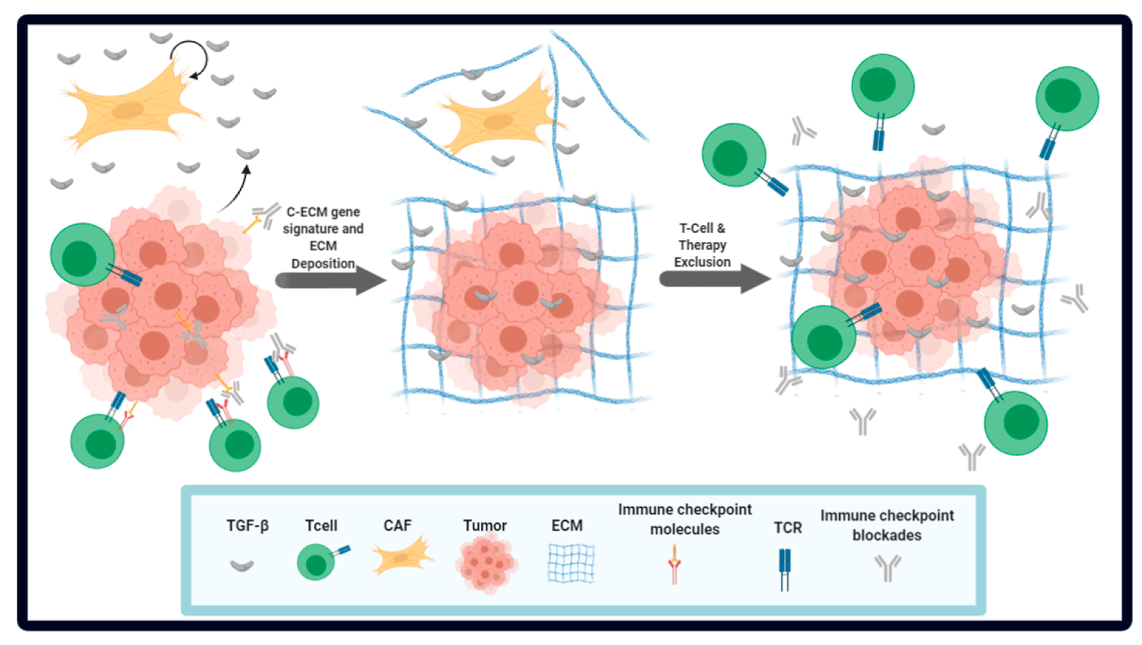 TGF-β Mediated Immune Evasion in Cancer—Spotlight on Cancer-Associated ...
