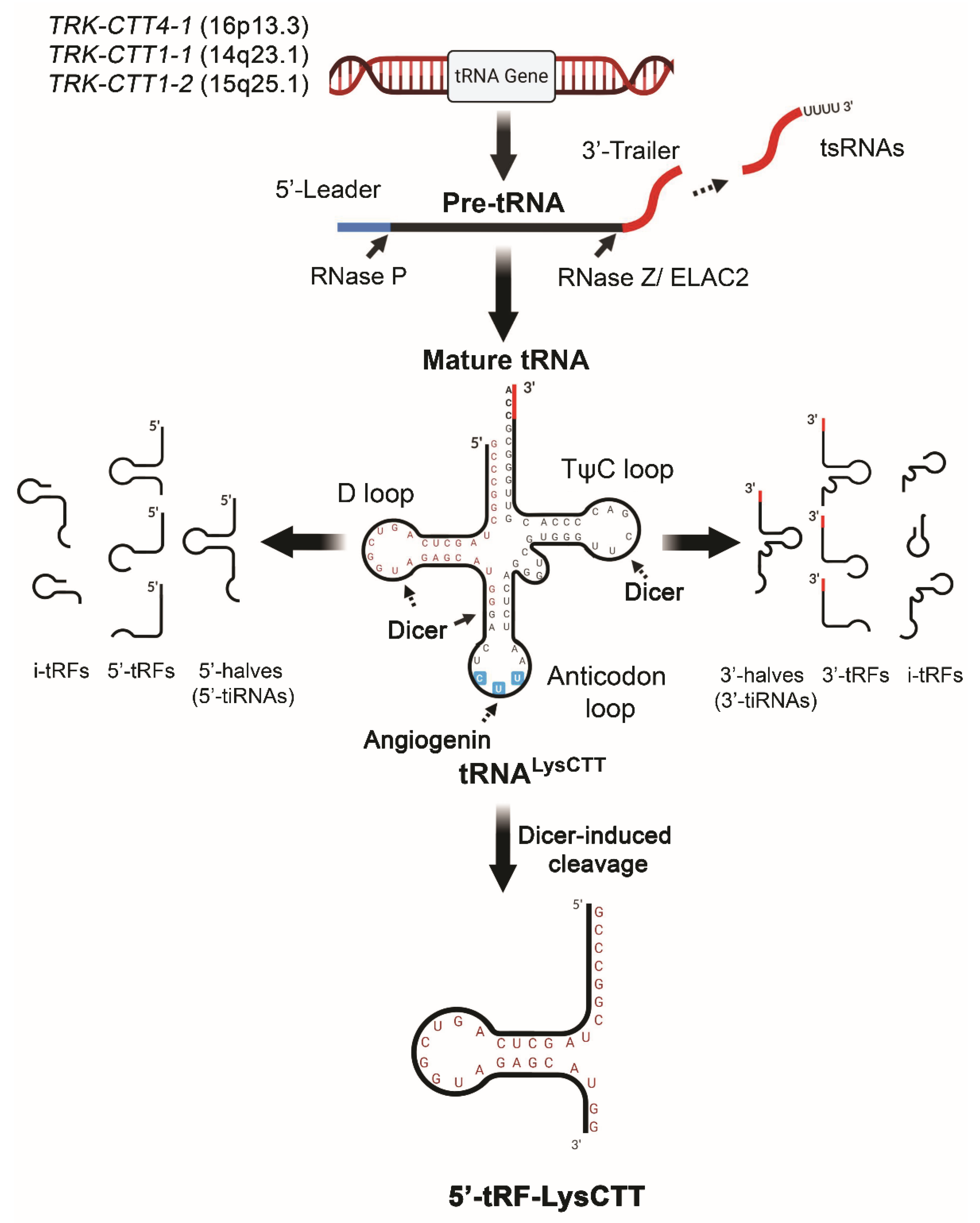 tRNA-Derived Fragments (tRFs) in Bladder Cancer: Increased 5?-tRF-LysCTT Results in Disease ...