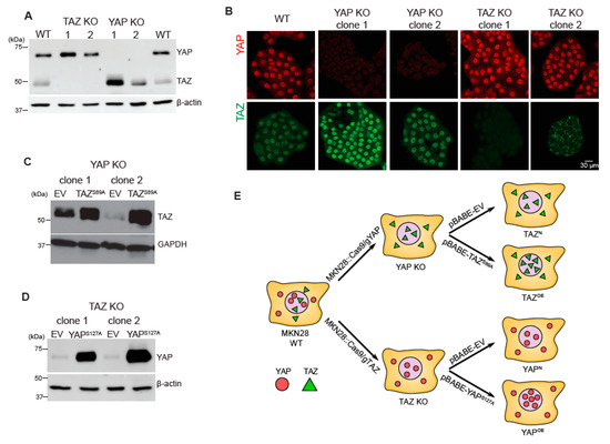 Common and Unique Transcription Signatures of YAP and TAZ in Gastric ...