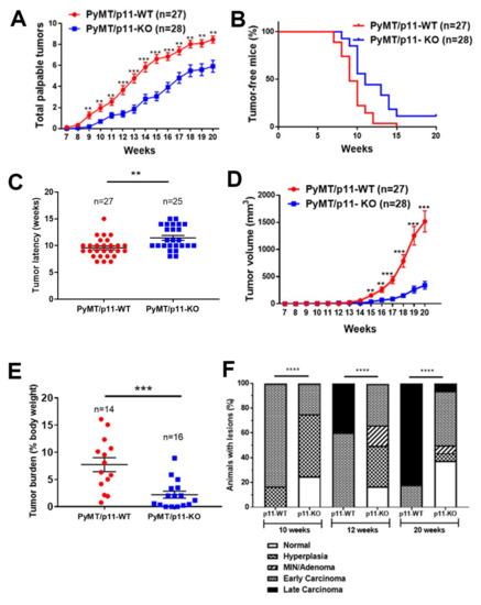 S100A10 Has a Critical Regulatory Function in Mammary Tumor Growth and ...