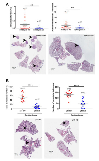 S100A10 Has a Critical Regulatory Function in Mammary Tumor Growth and ...