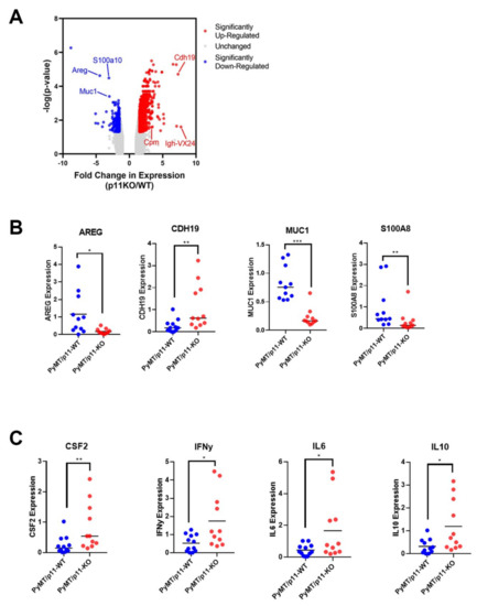 S100A10 Has a Critical Regulatory Function in Mammary Tumor Growth and ...