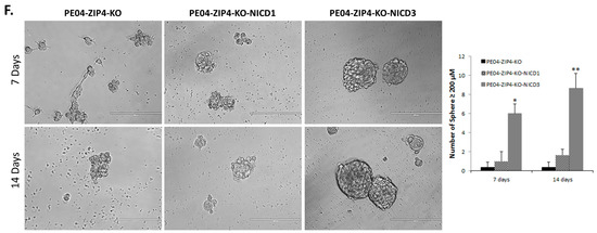 ZIP4 Is a Novel Cancer Stem Cell Marker in High-Grade Serous Ovarian Cancer