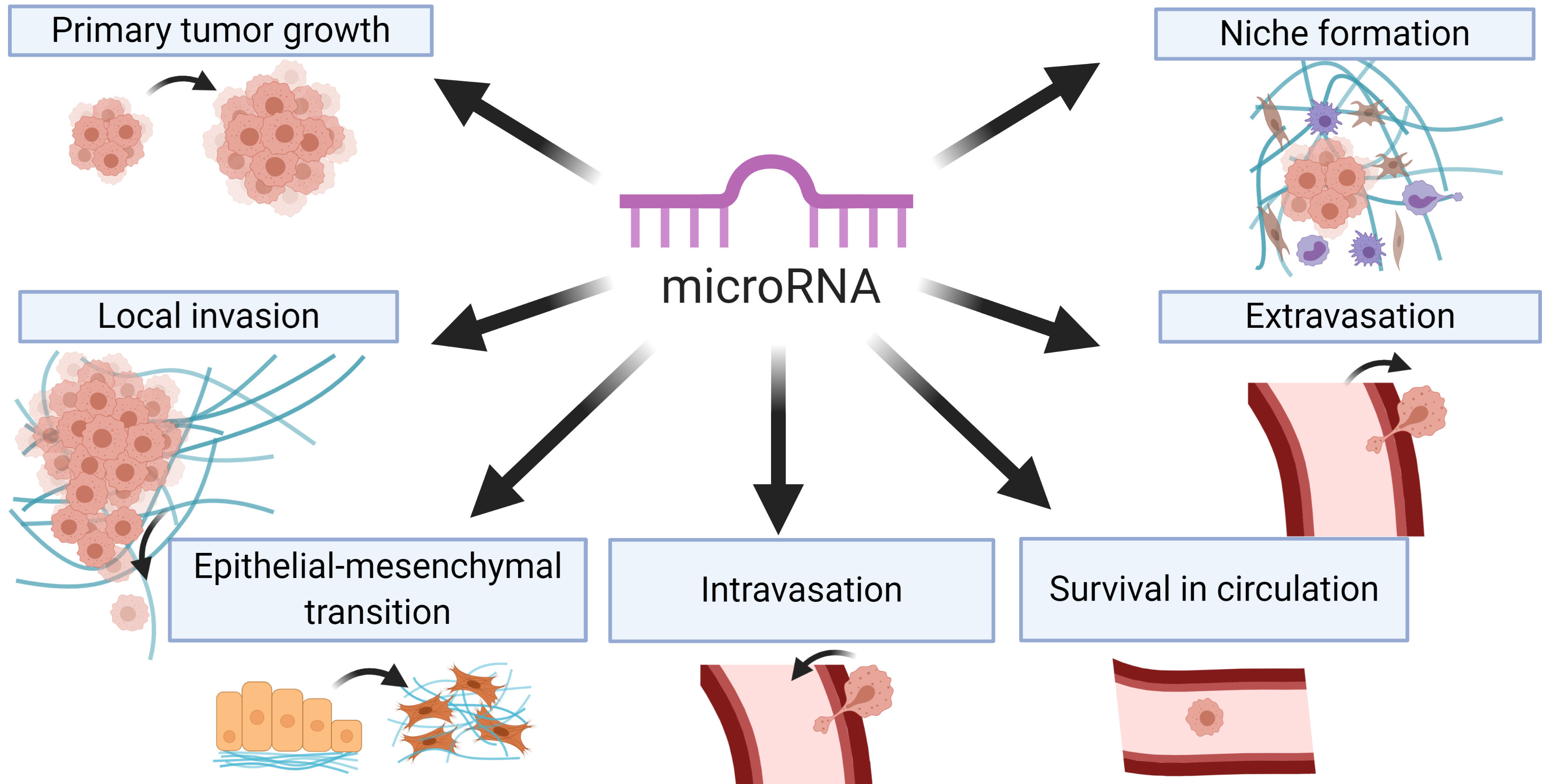 Cancers | Free Full-Text | Regulators at Every Step—How microRNAs Drive ...