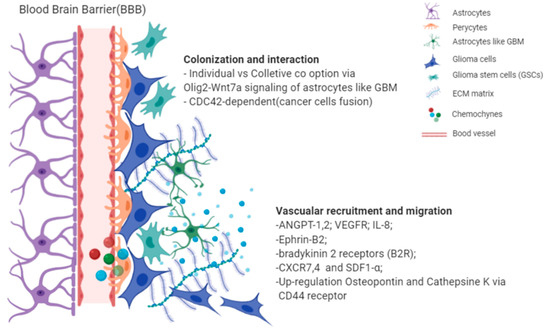 Satellitosis, a Crosstalk between Neurons, Vascular Structures and ...