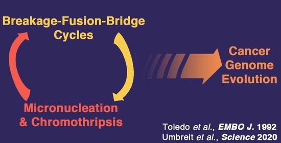 Cancers | Free Full-Text | Mechanisms Generating Cancer Genome ...