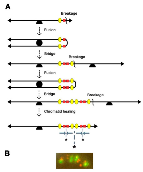 Cancers | Free Full-Text | Mechanisms Generating Cancer Genome ...