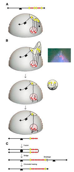 Cancers | Free Full-Text | Mechanisms Generating Cancer Genome ...