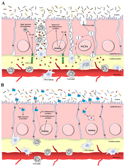 Cancers | Free Full-Text | Lactoferrin in the Prevention and Treatment ...