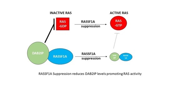 Cancers | Special Issue : Targeting Ras/RASSF in Cancer