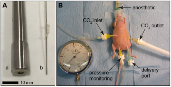 Establishment of a Mouse Ovarian Cancer and Peritoneal Metastasis Model ...