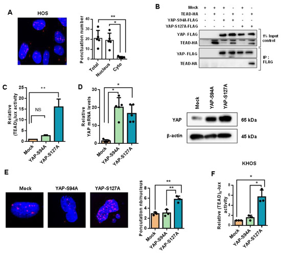 The YAP/TEAD Axis as a New Therapeutic Target in Osteosarcoma: Effect ...