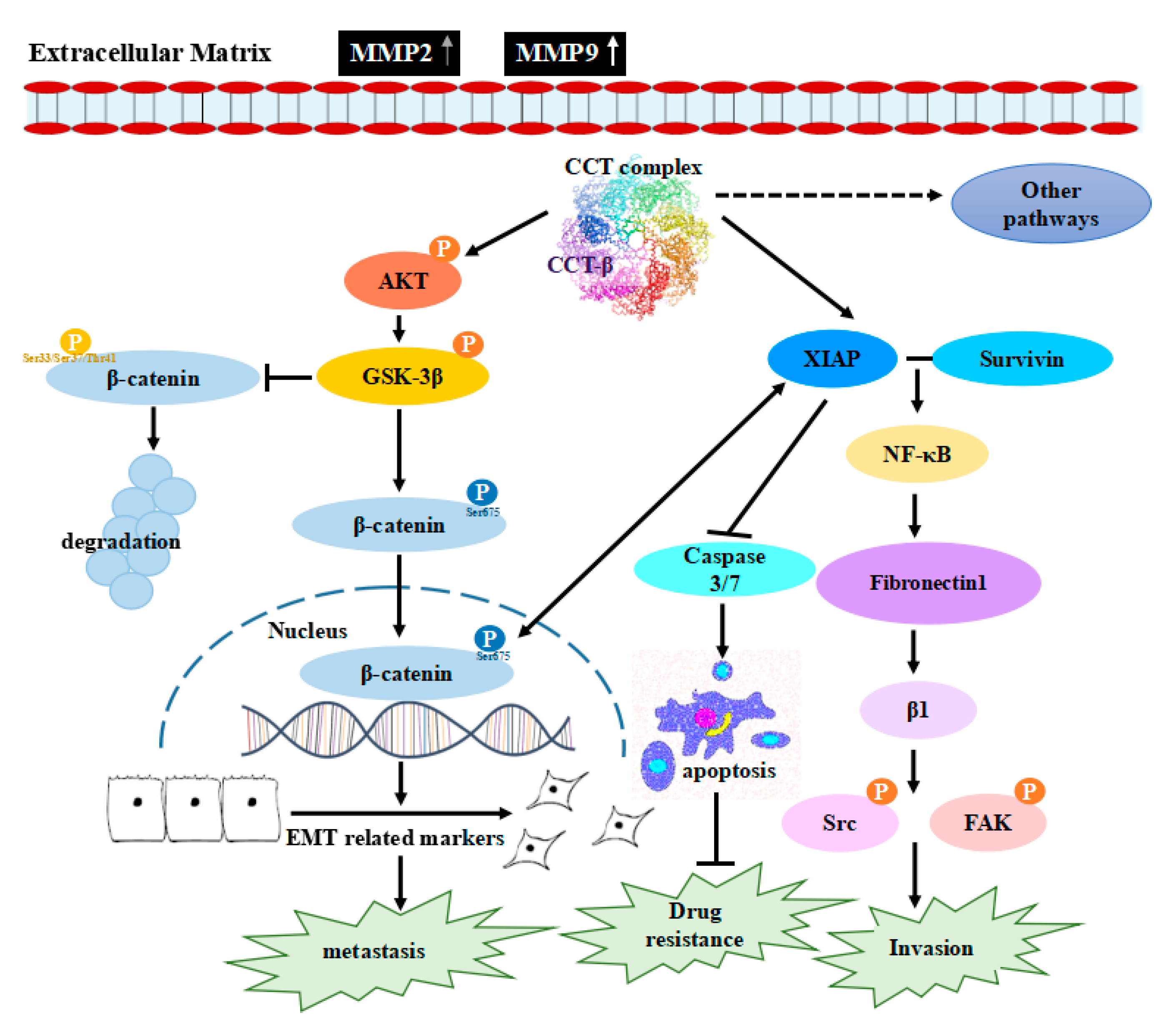 Chaperonin-Containing TCP-1 Promotes Cancer Chemoresistance and ...