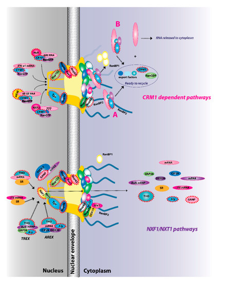 The Nuclear Pore Complex and mRNA Export in Cancer
