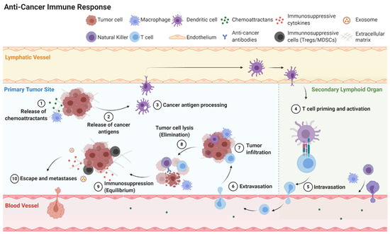 3D Culture Systems for Exploring Cancer Immunology