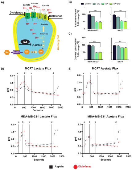 Targeting of Evolutionarily Acquired Cancer Cell Phenotype by ...