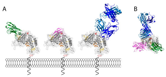 Daratumumab and Nanobody-Based Heavy Chain Antibodies Inhibit the ADPR ...