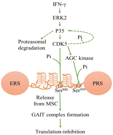 The Role of CDK5 in Tumours and Tumour Microenvironments