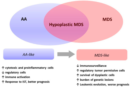 Hypoplastic Myelodysplastic Syndromes: Just an Overlap Syndrome?