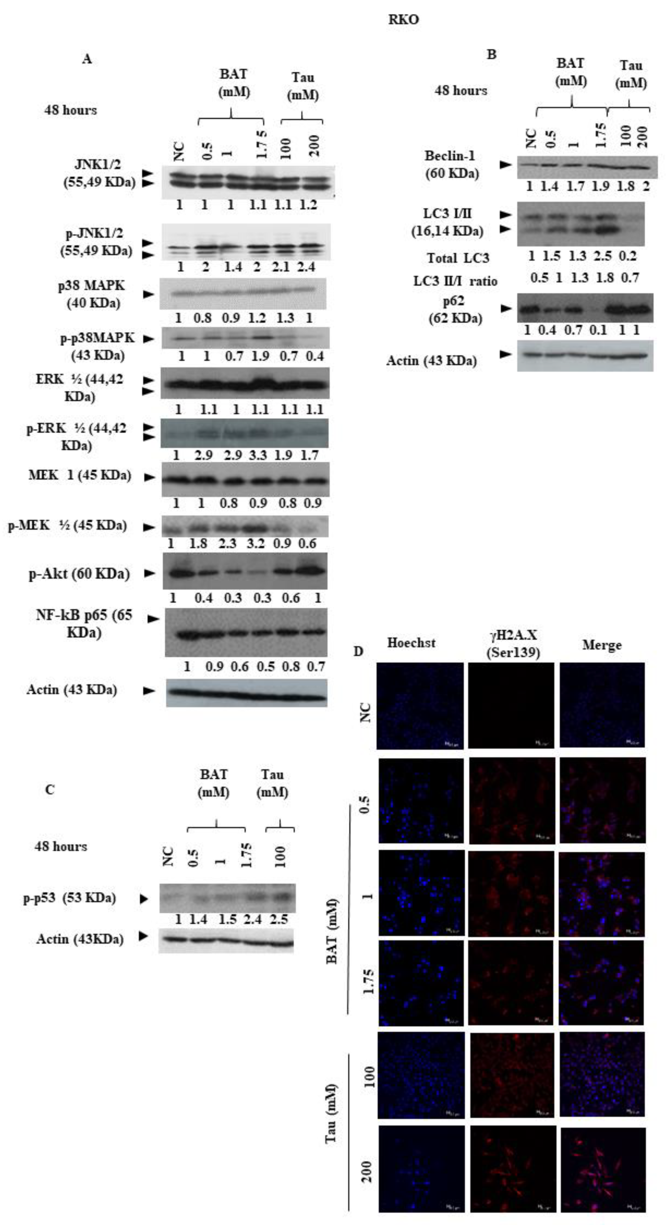 Bromamine T (BAT) Exerts Stronger Anti-Cancer Properties than Taurine (Tau)
