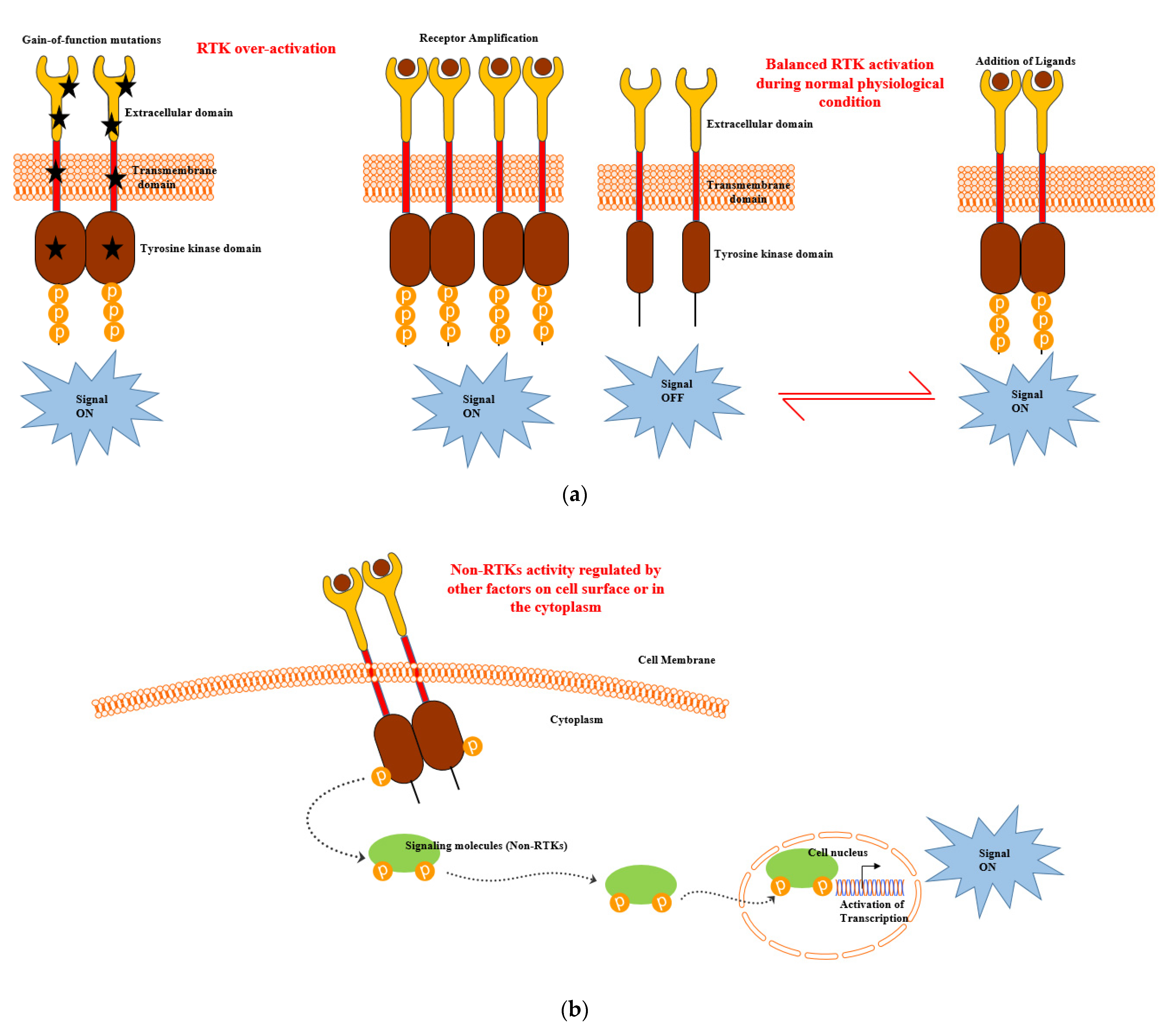 Cancers Free Full Text Protein Tyrosine Kinases Their Roles And