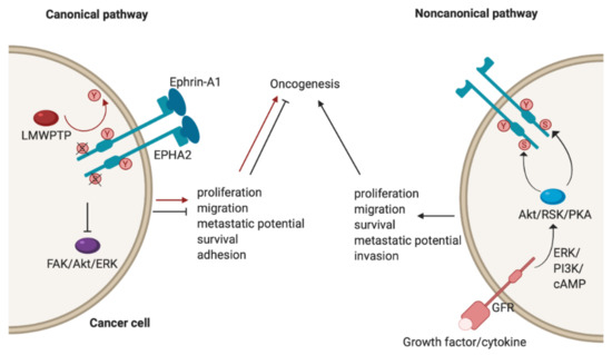 The Role of the Eph Receptor Family in Tumorigenesis