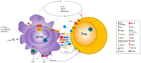The Functional Crosstalk between Myeloid-Derived Suppressor Cells and ...