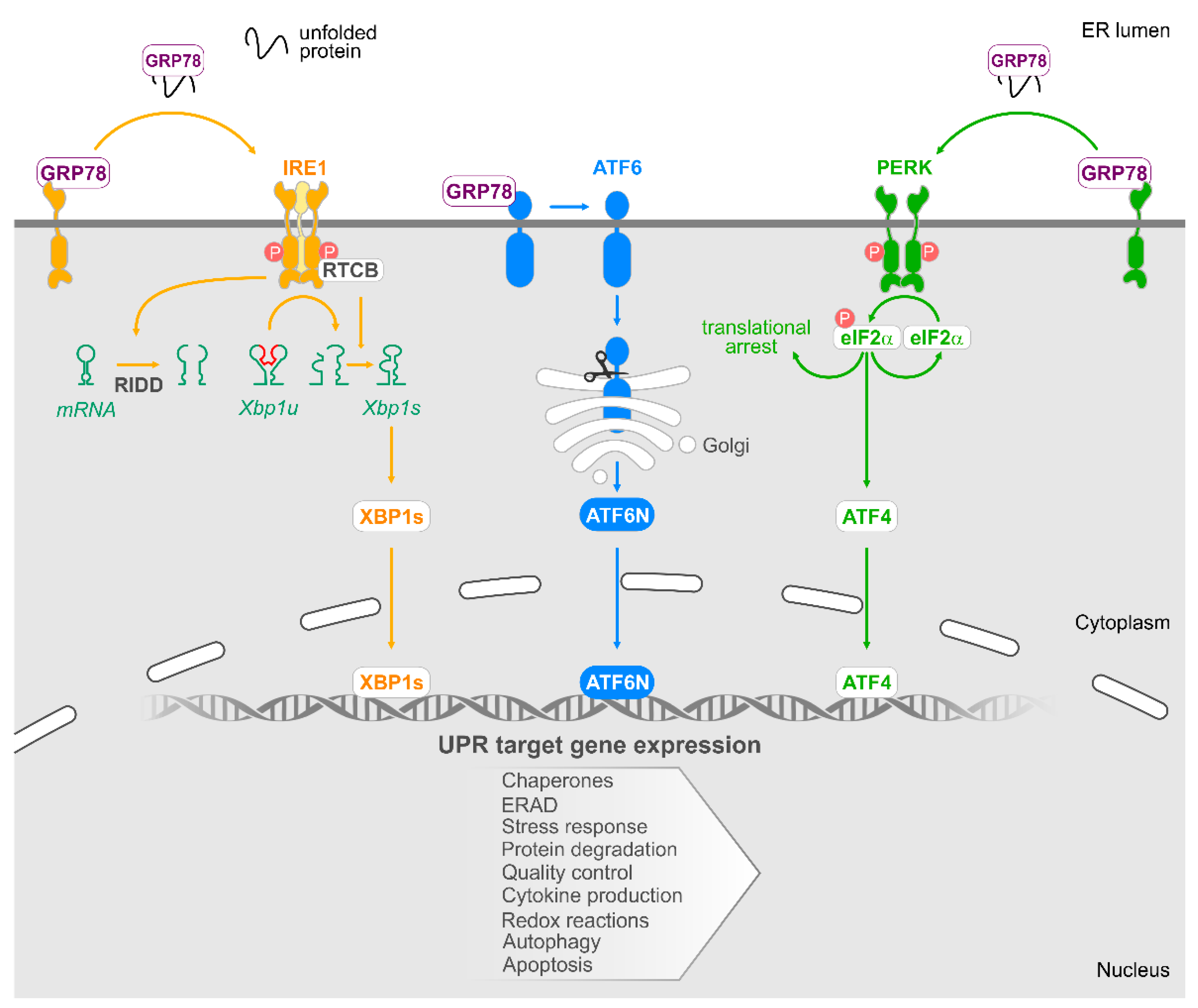 An Emerging Role for the Unfolded Protein Response in Pancreatic Cancer